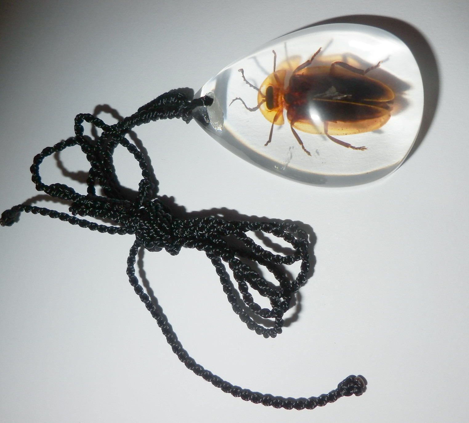 Insect Necklace Golden Edge Firefly Lychnuris analis Specimen SD07 ...