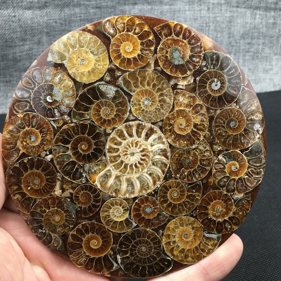 Natural Ammonite Disc Fossil Conch Specimen Healing +Stand 1PC | eBay