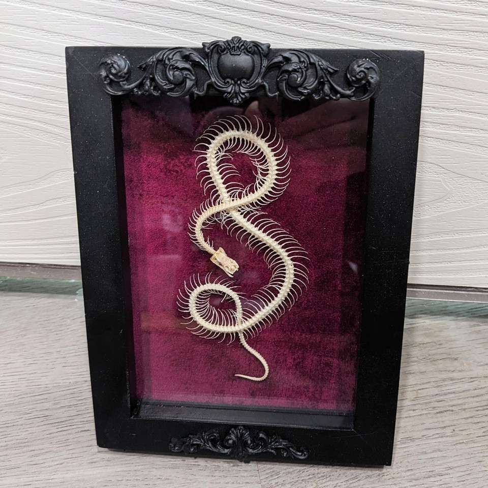 Articulated Snake Skeleton In Shadowbox On Magenta Velvet Snake ...