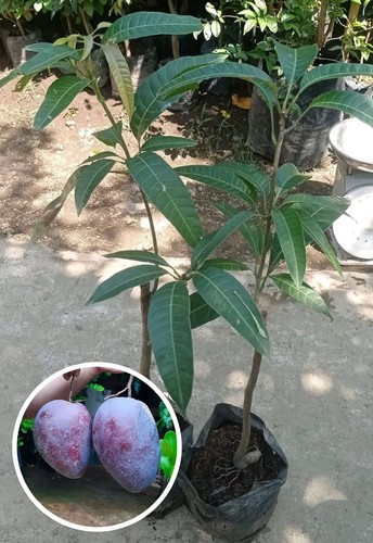 Grafteds Yuwen Mango Fruit Trees, Quickly to fruit bear | eBay