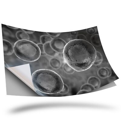 1 x Vinyl Sticker A3 - BW - Embryonic Stem Cells Biology Science #37771 ...