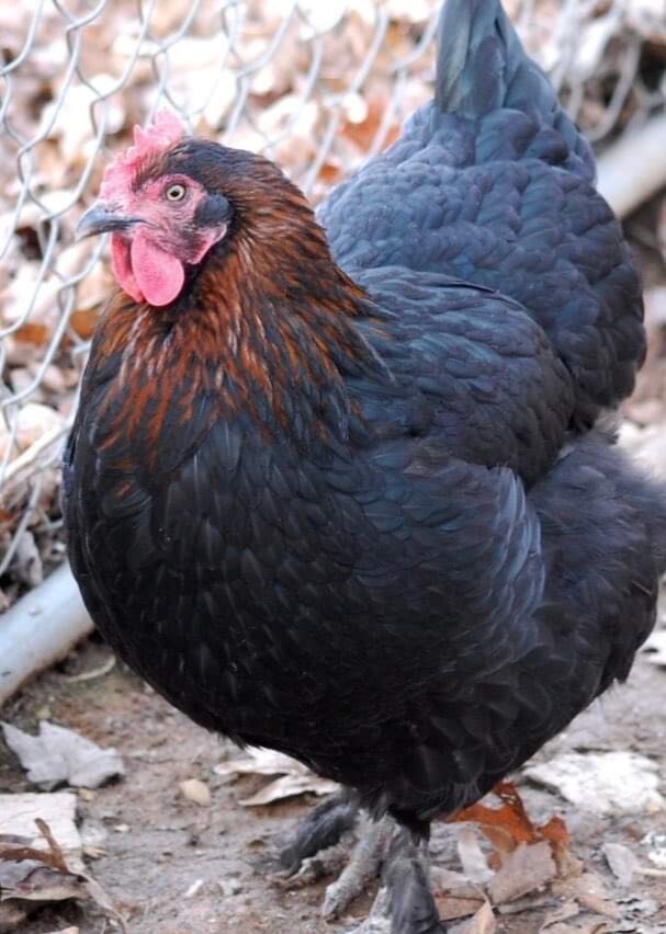 6+ French Black Copper Maran hatching eggs NPIP & AI clean | eBay