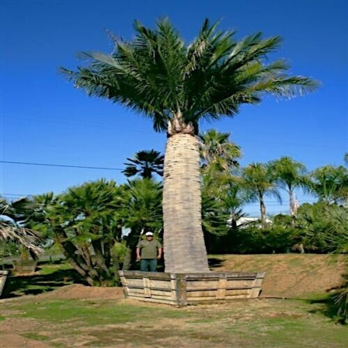 Chilean Wine Palm Tree Seeds (Jubaea chilensis) Largest Palm in World ...