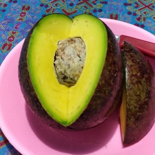 Grafteds Dwarf Cuba Avocado Fruit Trees, Quickly to fruit bear | eBay