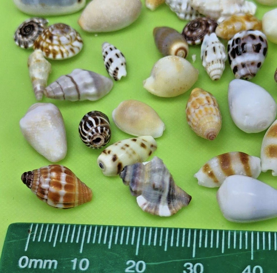 rare shell from japan Art Craft Shells of Okinawa small 3730123 | eBay