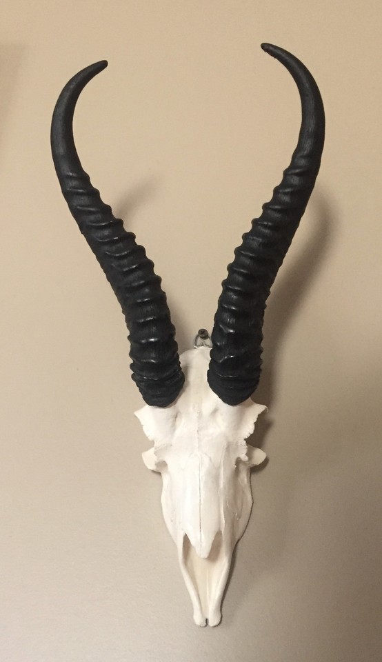 African Male Springbok Skull faux replica Taxidermy skulls horns ...