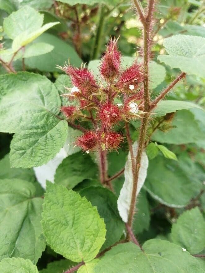 Japanese Wineberry - Rubus phoenicolasius - 10+ seeds - RARE BERRY! G ...