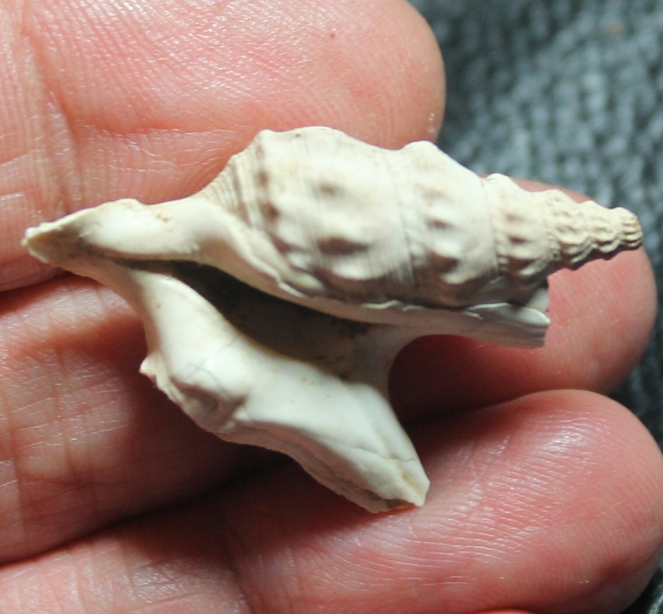 Aporrhais - Big Miocene fossil shell, fm. Aporrhaidae | eBay