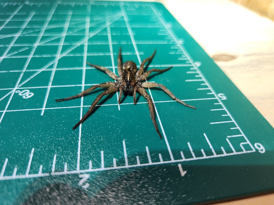 Large Florida Wolf Spider wet specimen oddities Taxidermy Mummified ...