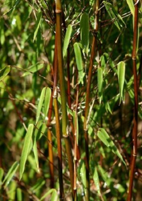 3-4ft Potted Red Panda BAMBOO Fargesia Asian Wonder Screen Hedge Garden ...