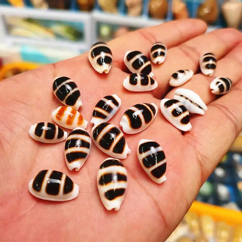 Rare Asellus Cowrie Striped Cowry Seashell Rare Real Aquarium Decor 0.5 ...