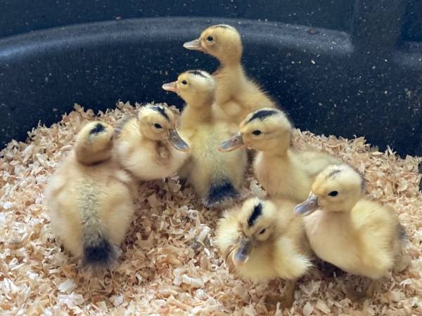 10+2 Silver Appleyard Duck Hatching Eggs Through Darling Farm. | eBay