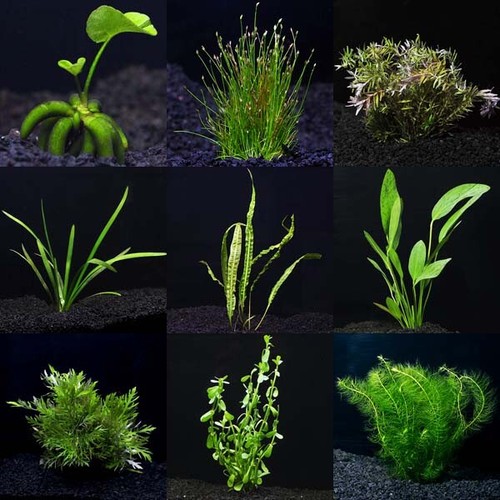 Beginner 10 Aquarium Live Plants Bundle Pack (10 Plants) | eBay