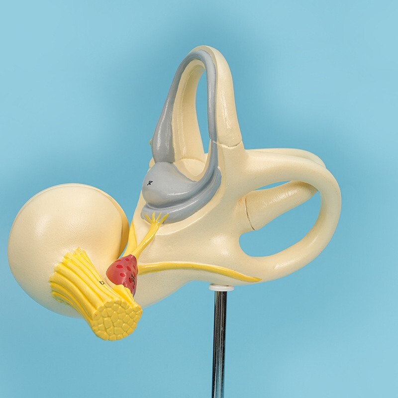 Auditory Ossicles Model