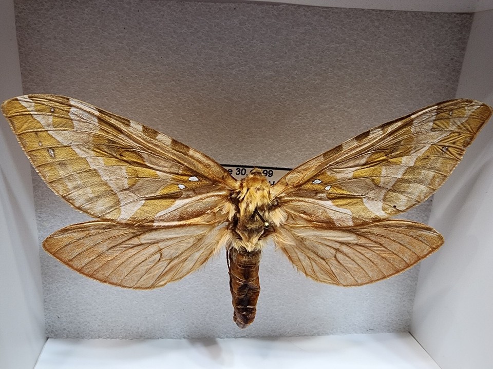 Hepialidae Sthenopis argenteomaculatus Michigan Ghost Moth Mounted ...
