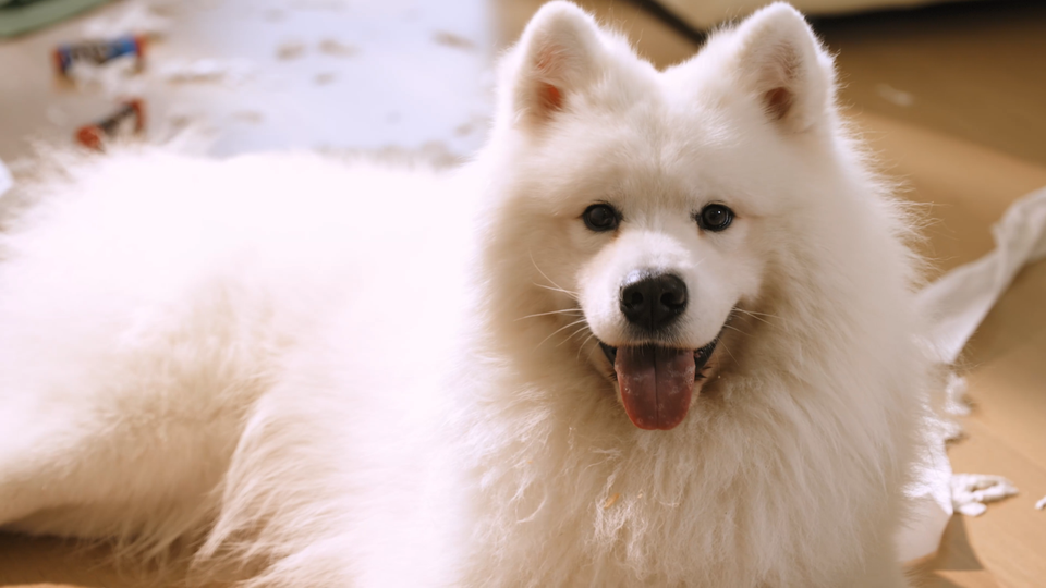 3000Pa Robotic Robot Vacuum and Mop Combo Cleaner Self-Cleaning Sweeper ...