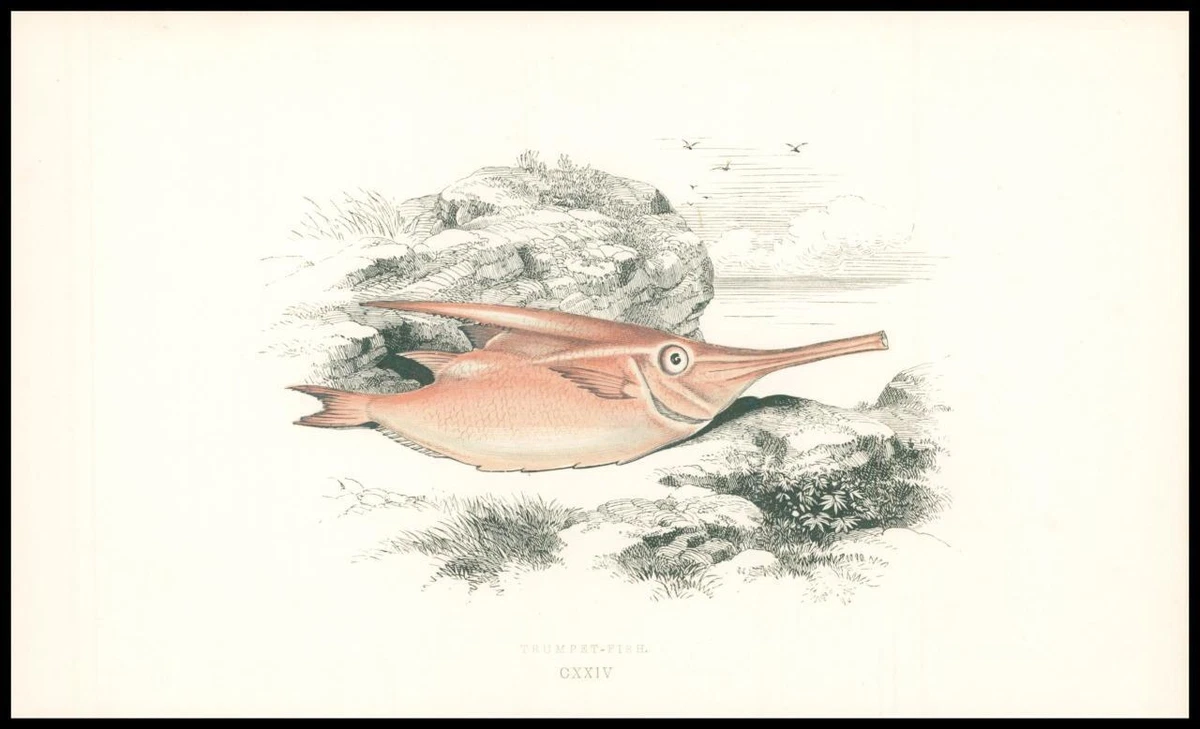 Trumpet Fish Drawing
