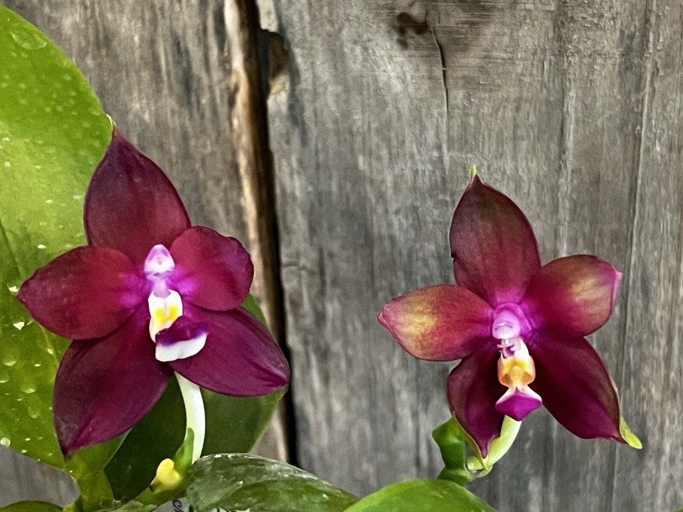 Phal. Mituo Love 'Rainbow 520', Blooming Size, Fragrant, FREE Shipping | eBay