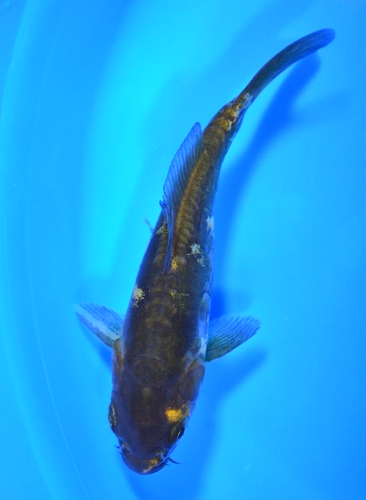 4" DOITSU HI UTSURI RAISED LIVE KOI POND FISH RAVENWOOD KOI | eBay