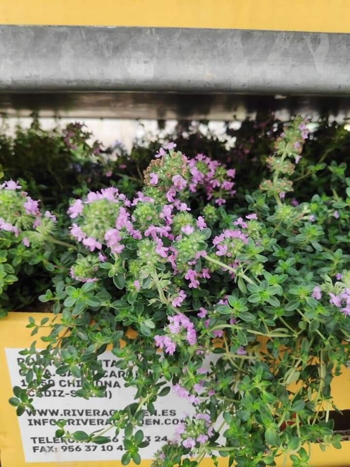 Dwarf Creeping Thyme Seeds, Thymus Serpyllum, Ground Cover, 100 seeds ...