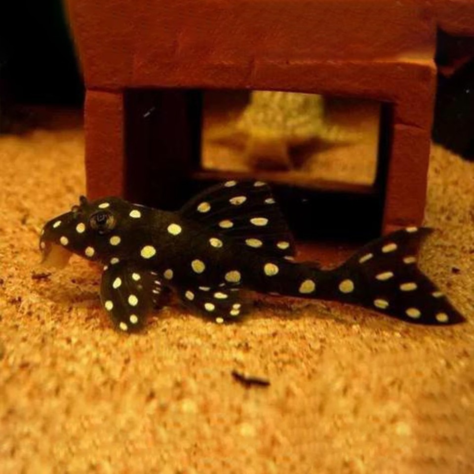 L471 Mini Snowball Pleco Live Fish High Quality Aquarium Fish USA ...