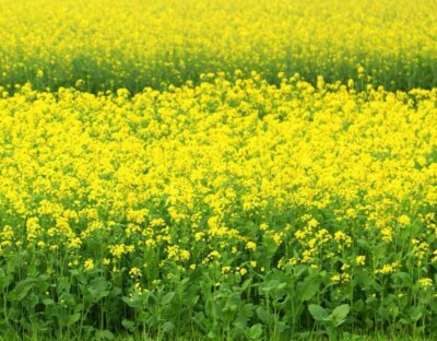 1000++ Black Mustard Seeds - (Brassica Nigra) NON-GMO | Heirloom ...