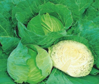 white round cabbage seeds approx 100 seeds variety "Roem van Enkhuizen ...