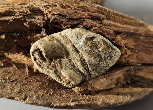 CIVIL WAR RELIC BULLET FOUND EMBEDDED IN WOOD, SPOTSYLVANIA VA. #2 | eBay