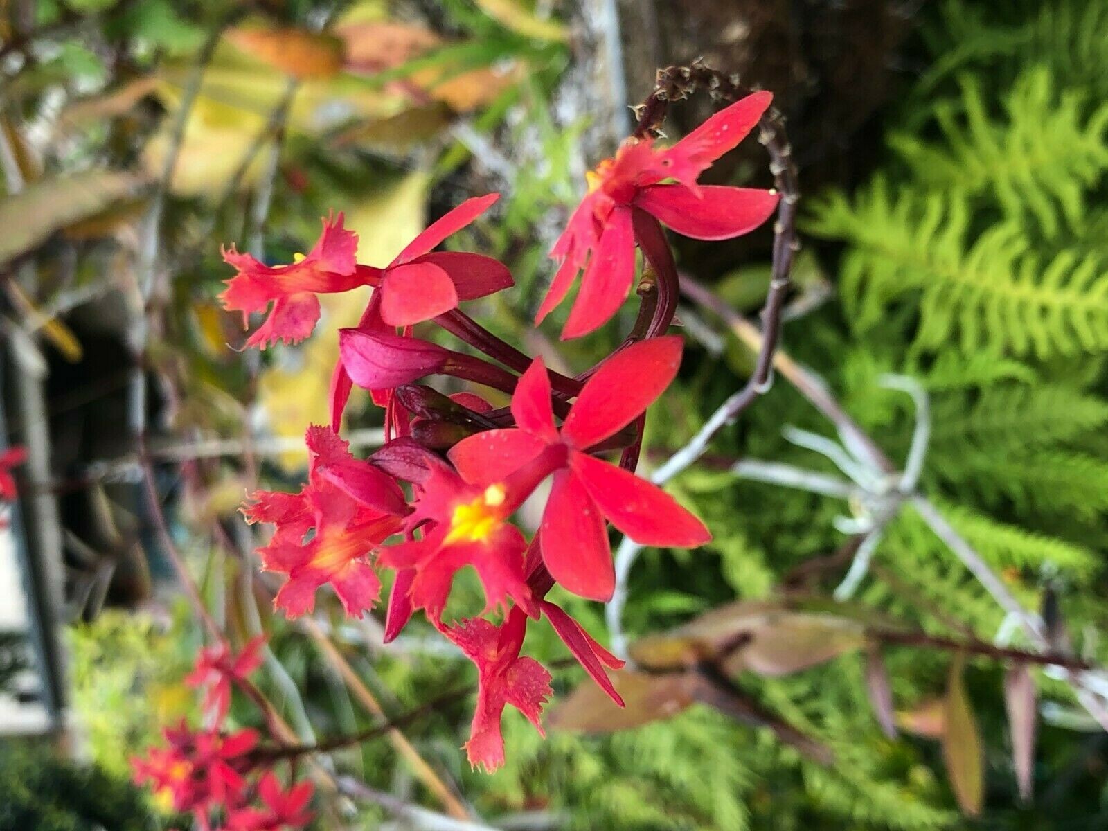 Red flowering epidendrum radicans 3 cuttings with roots | eBay