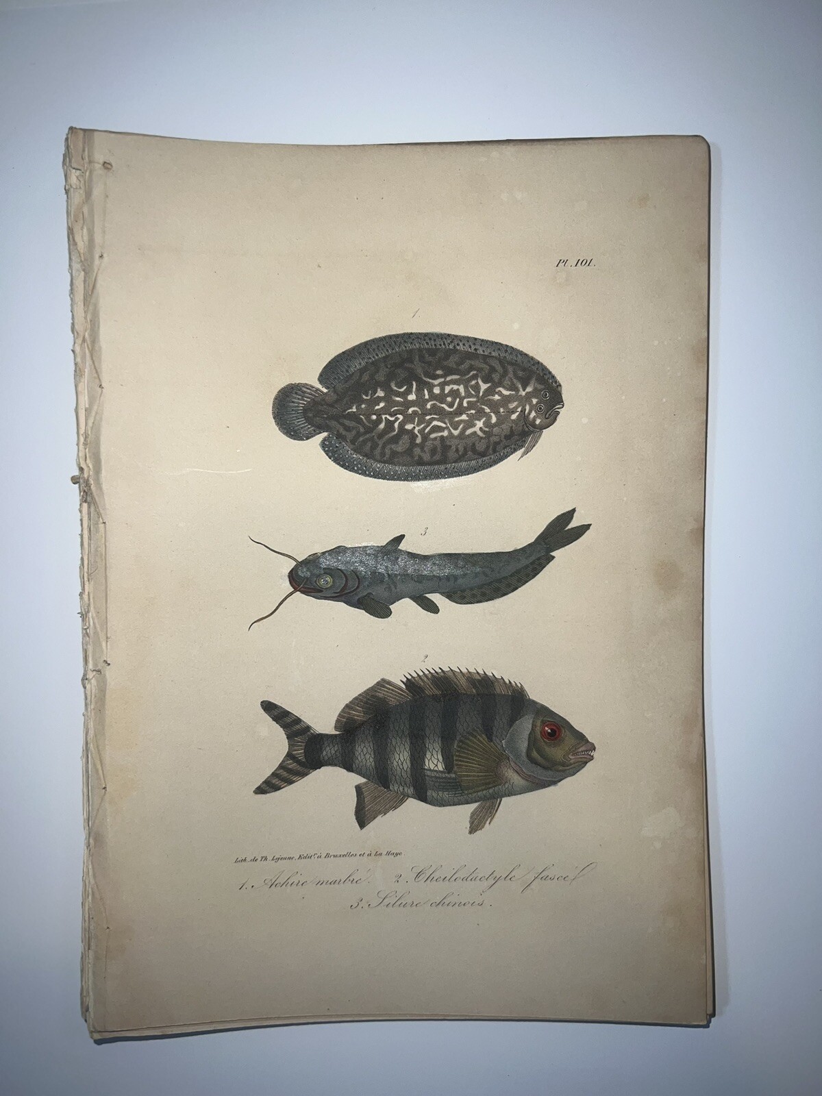 Fish Plate 101 Lacepede 1832 Hand Colored Natural History | eBay