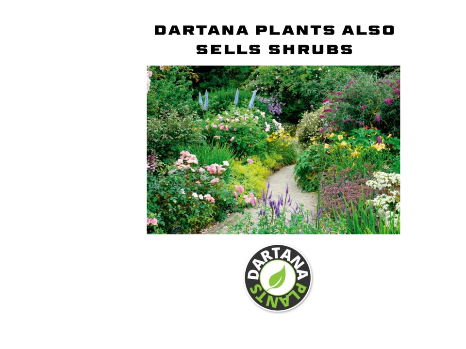 Coleus Coleus Skeletal Plant x 5 Pack - 3cm Plug Plants - FREE Postage ...