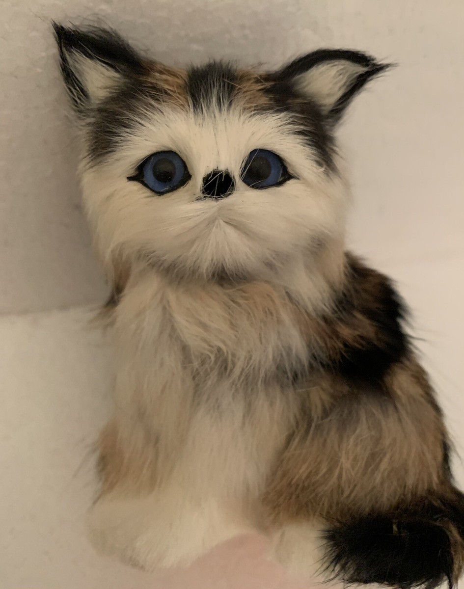 Calico Kitten With Blue Eyes Rare Male Calico Kitten Born In Colorado