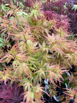 Japanese Maple Ryuzu (Dwarf) | eBay