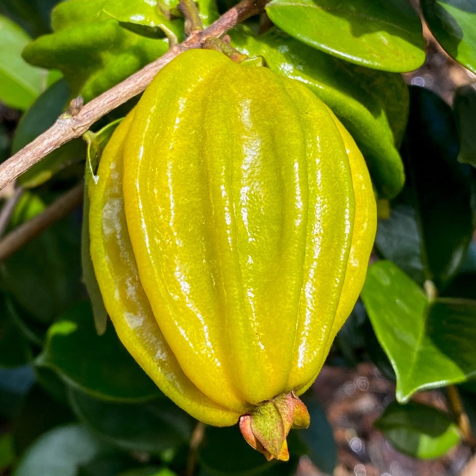 Pitangatuba 'Big Elongated Fruit' Star Cherry Eugenia Selloi neonitida ...