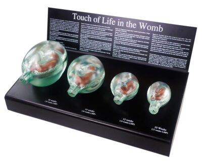 Touch of Life, In The Womb, Brown Pro-Life Fetal Model | eBay