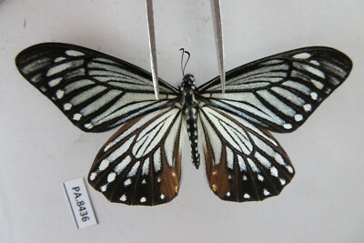 PA8436. Insects, butterflies: Papilio sp. Vietnam, Bao Loc | eBay