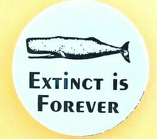 EXTINCT IS FOREVER - 1980 EARTH DAY Protest Button with Endangered ...