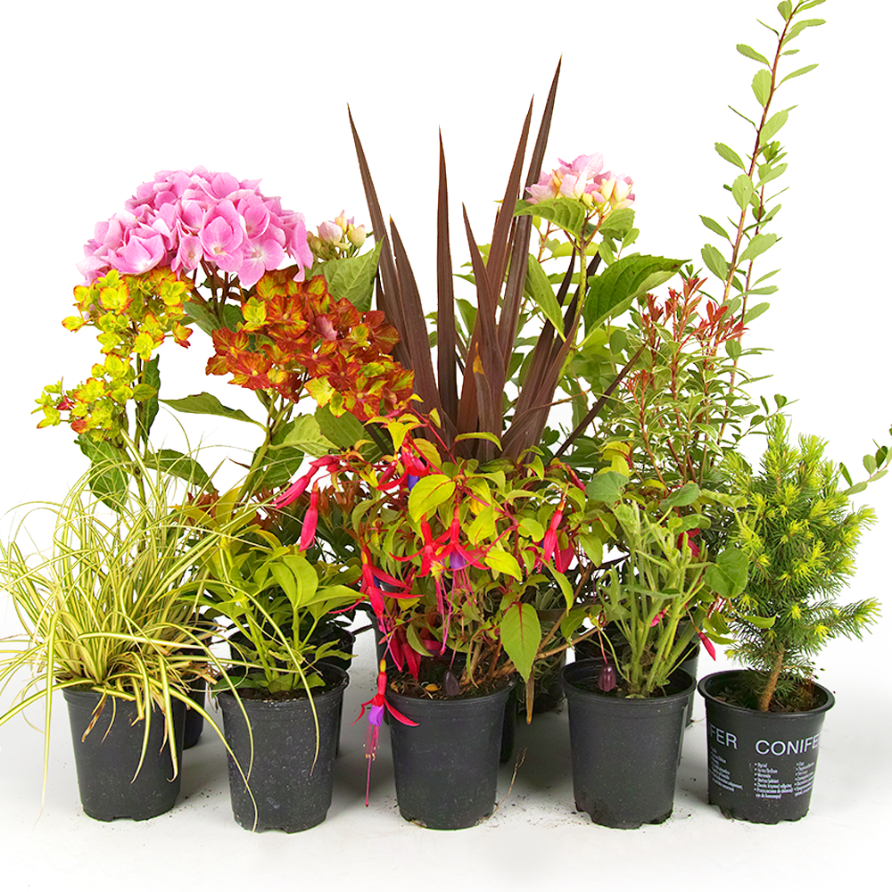 Mixing Plants In A Container 3 X Mix Coleus Plants In 9cm Pots