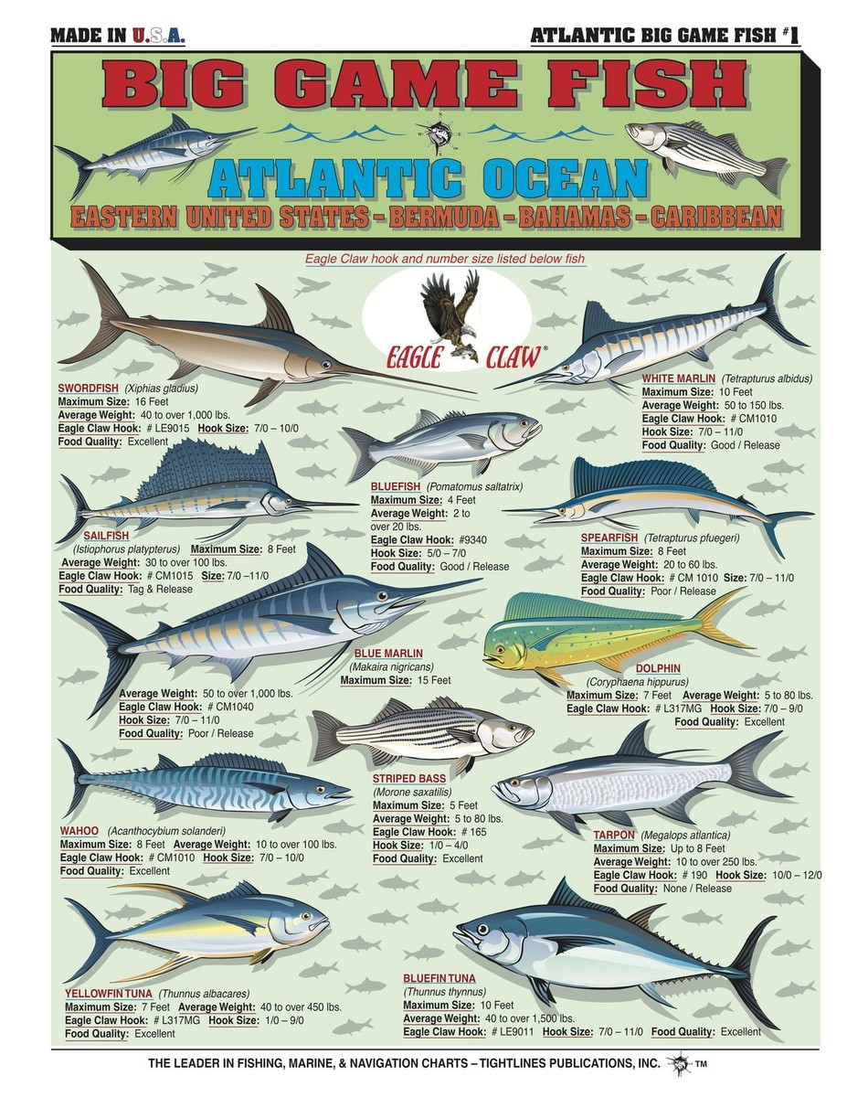 Atlantic Ocean Fish