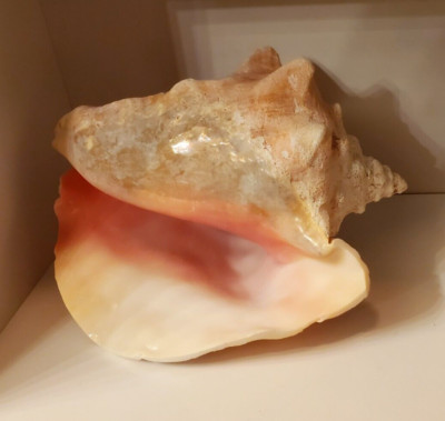 Large Bahama Queen Conch Seashell (Pink) Bahamas Pink Conch Shell 8-10 ...