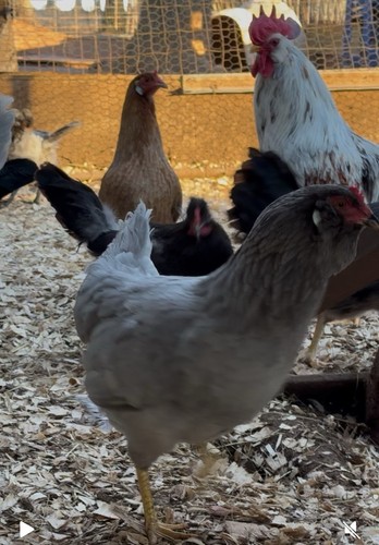 12 Plus Extra Whiting True Blue Hatching Eggs *Read Description* | eBay