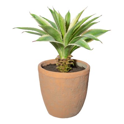 Agave Vert Crème, Environ 35cm, Dans Pot Terracotta Nature 17, 5x17 ...