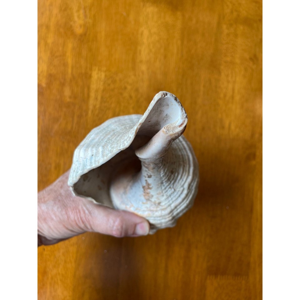 Large Gulf Vintage Conch Shell 10 Inches Natural Sea Shell Beach Decor ...