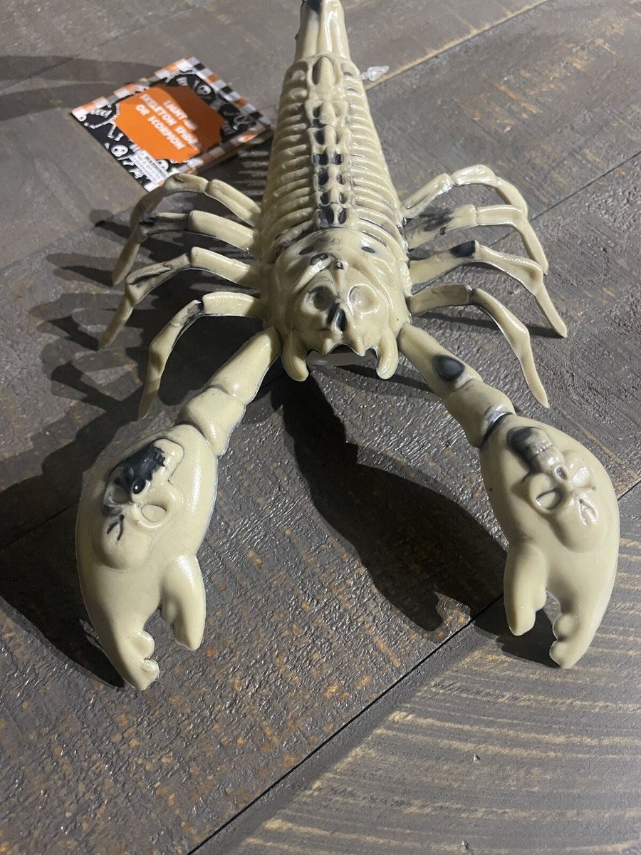 Skull With Scorpions Skull Scorpion