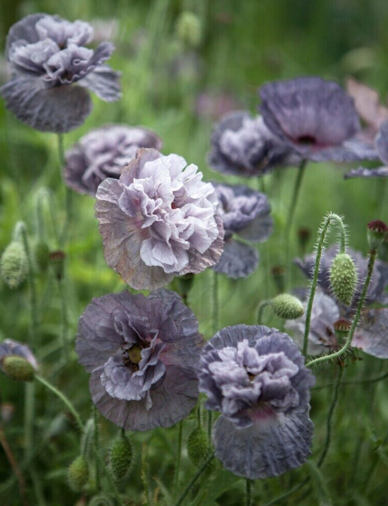 25 Amazing Grey Poppy Seeds - Award Winning | eBay UK