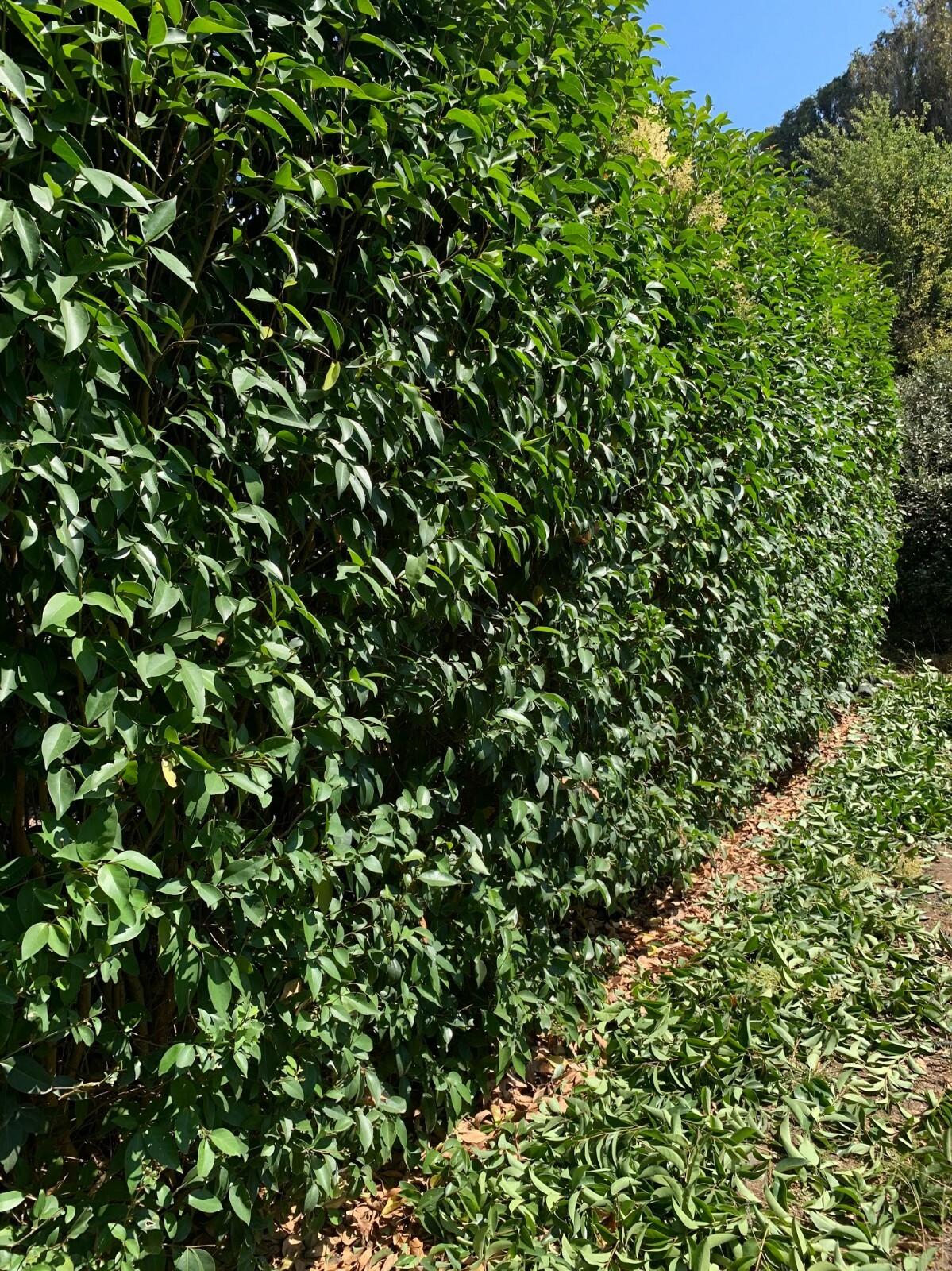 Privet Hedge Live Plant (Ligustrum) ~ Privacy Screen ~ Beautiful white ...