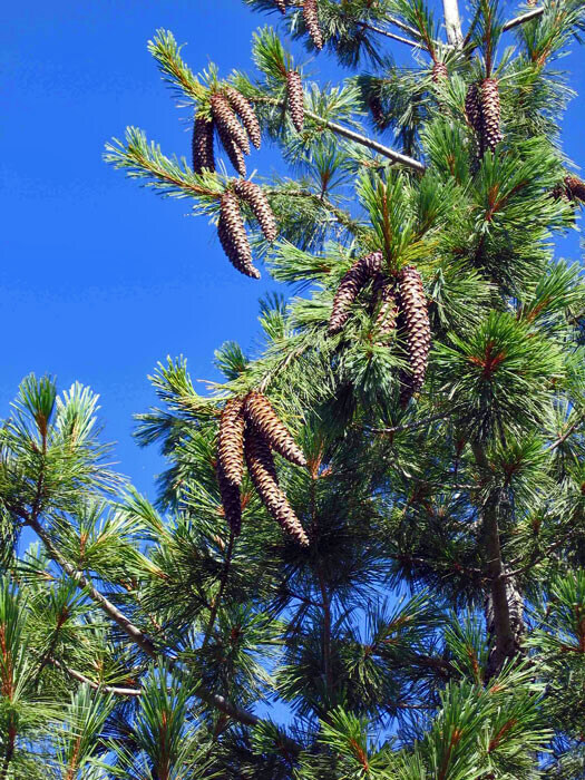 Western White Pine - Quart live tree seedling - 2 years old Pinus ...