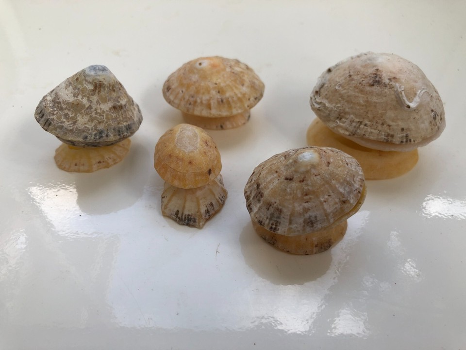 1kg Natural Sea Shells Mixed Sizes Hand Picked from Cornish Beaches ...