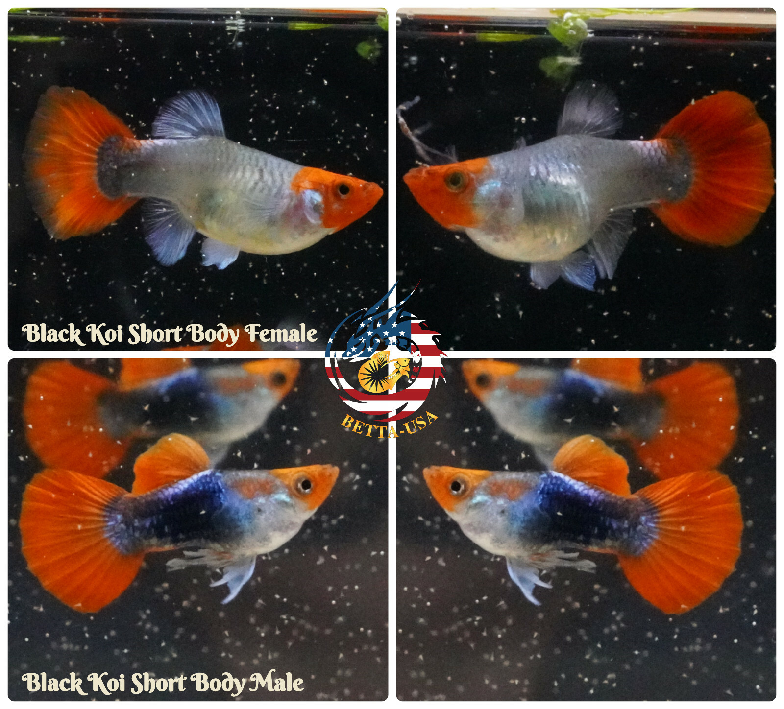 1 PAIR - Live Aquarium Guppy Fish High Quality - Black Koi Short Body ...