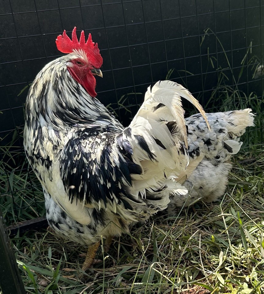 10+ Beautiful RARE Pita Pinta Fertile Hatching Eggs | eBay